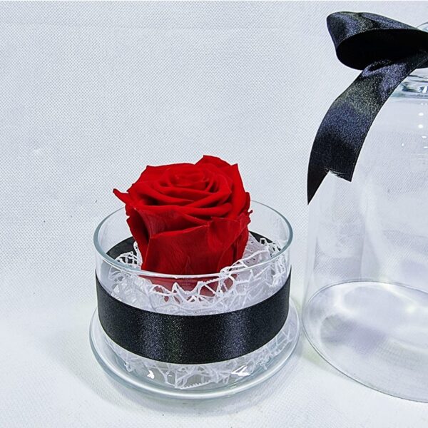 Eternal Red Rose - primarosa