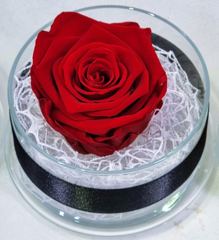 Eternal Red Rose - primarosa